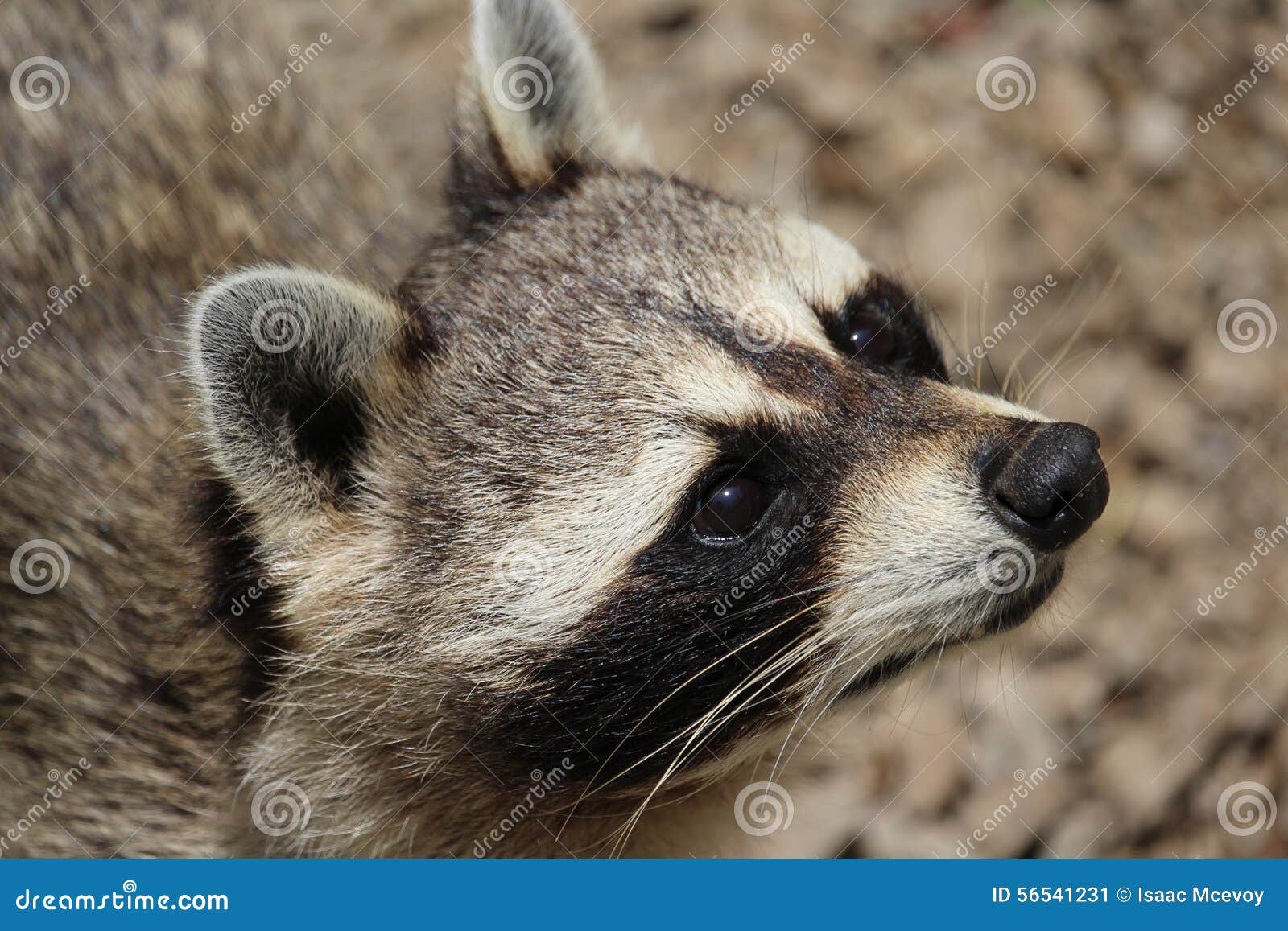 Raccoon stock image. Image of grey, raccoon, mouth, nose - 56541231