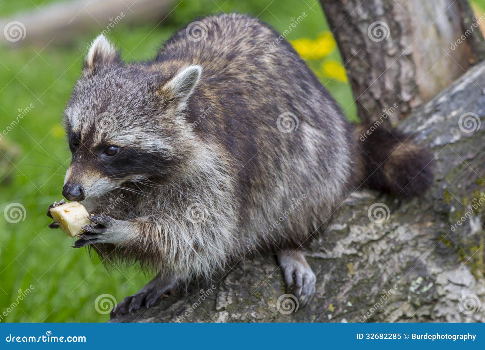 Raccoon Royalty-Free Stock Photo | CartoonDealer.com #32682285