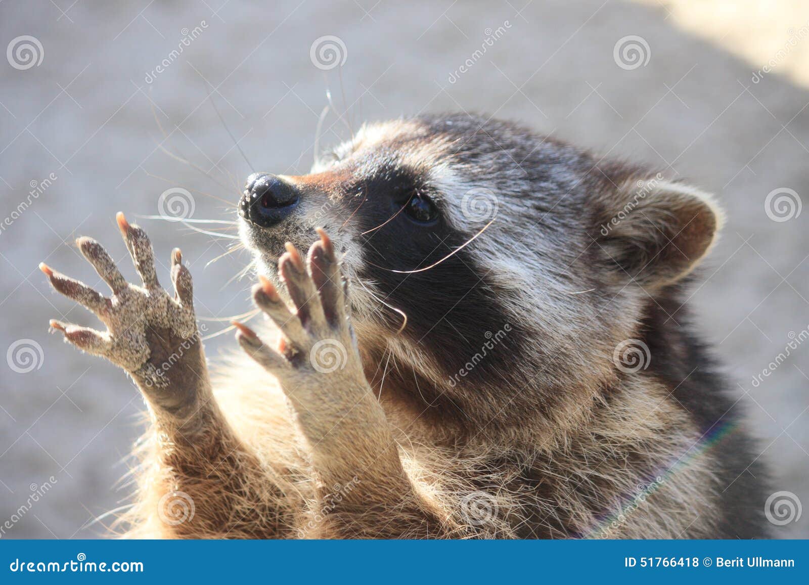 Raccoon stock photo. Image of detail, animal, brown, cute - 51766418