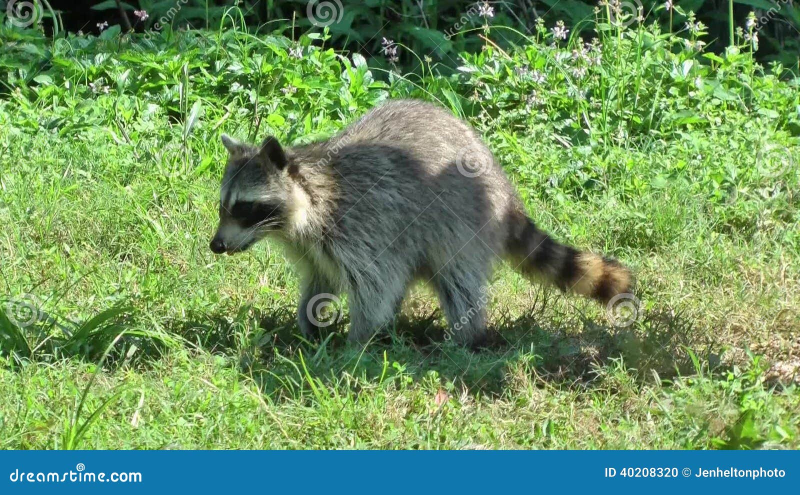 Raccoon Digging through Grass for Food Stock Footage - Video of looking ...