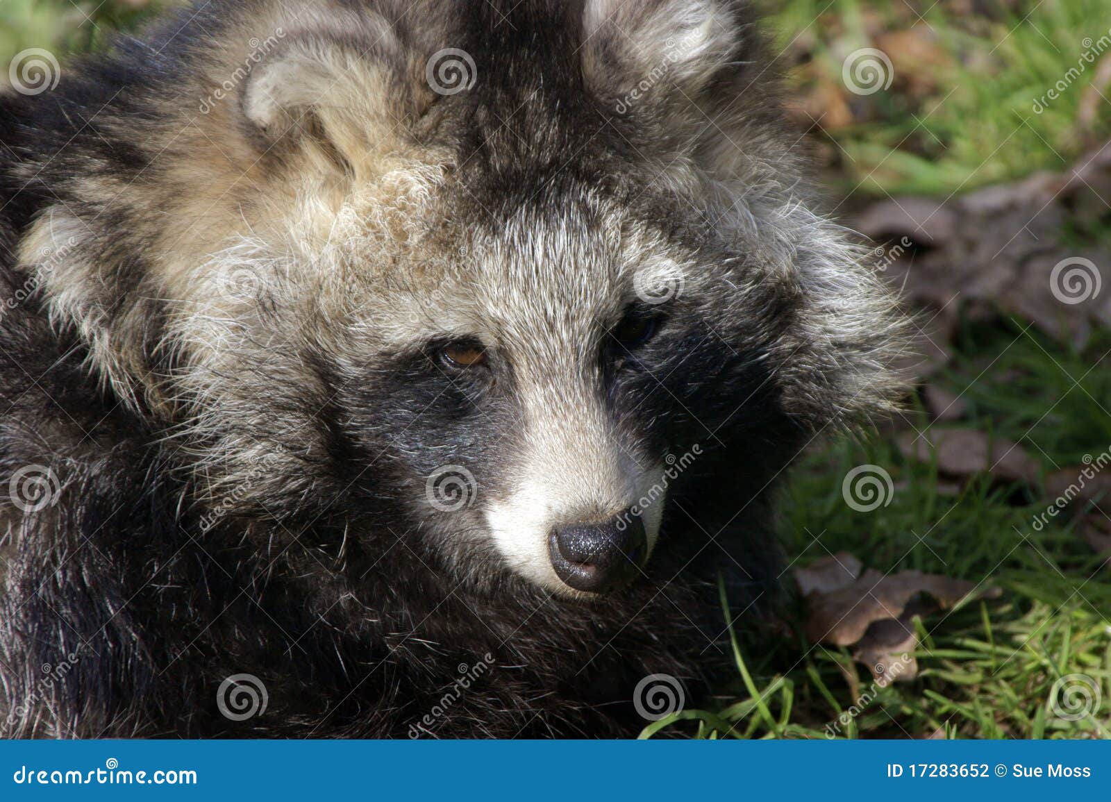 Raccoon Dog stock photo. Image of carnivore, close, animal - 17283652