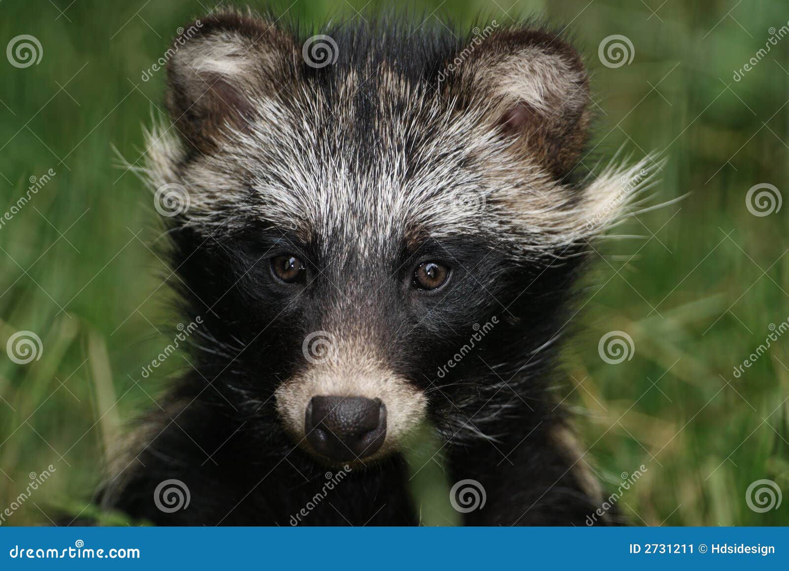 Raccoon Dog stock image. Image of closeup, lovely, rare - 2731211