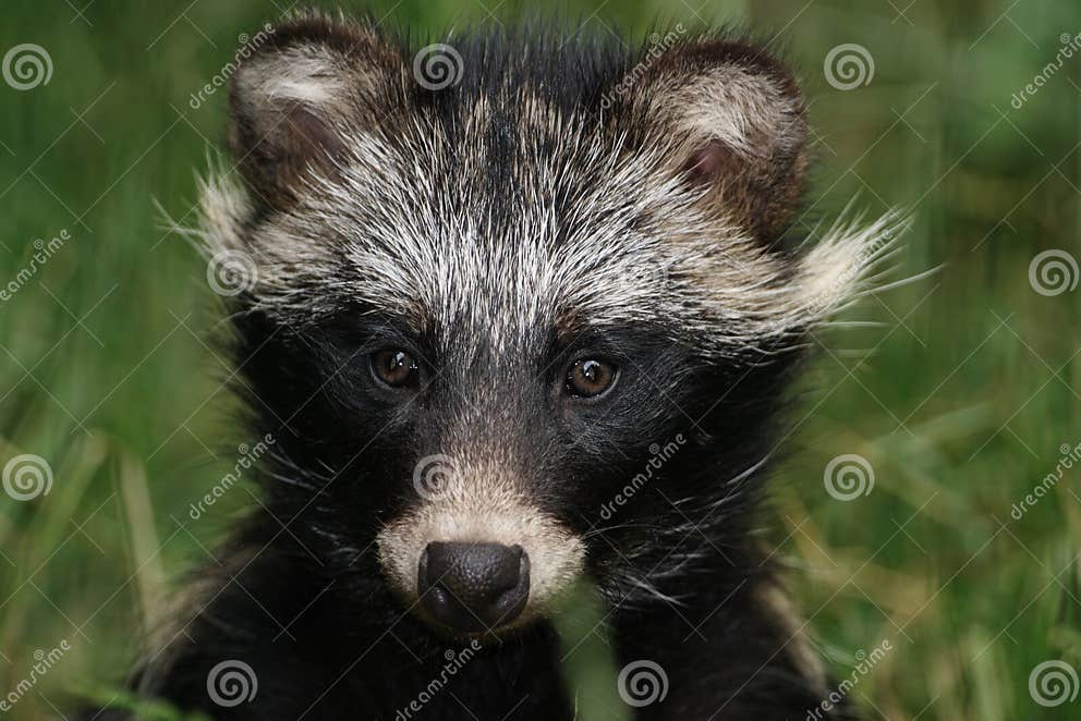 Raccoon Dog stock image. Image of closeup, lovely, rare - 2731211