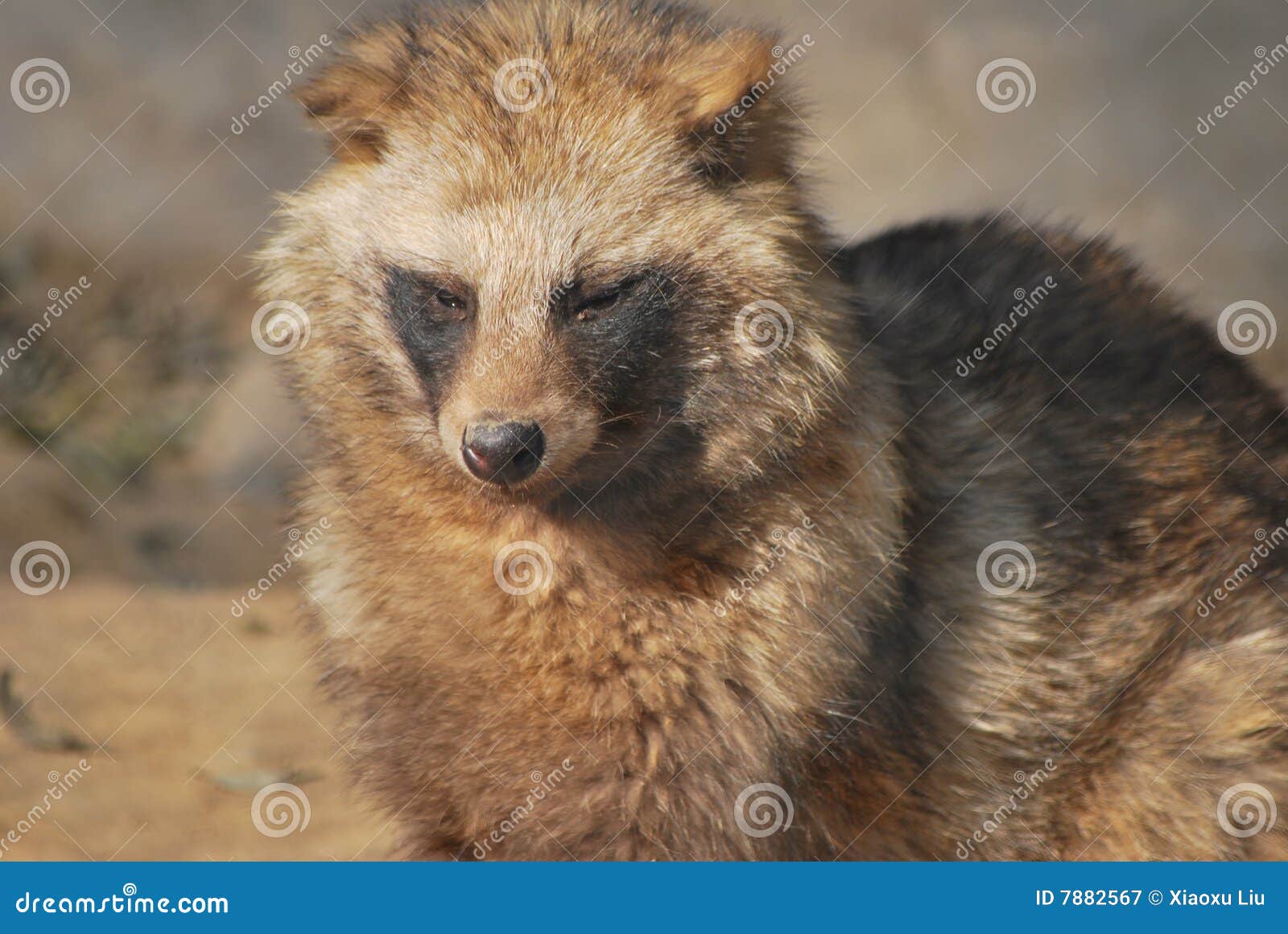 Raccoon dog stock image. Image of mammal, isolated, raccoon - 7882567