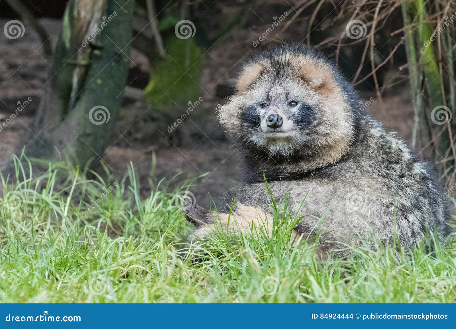 Raccoon Dog 2016-01-08-00927 Picture. Image: 84924444