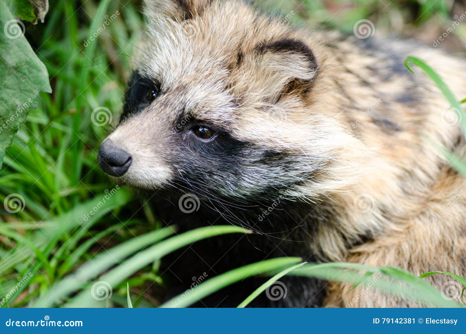 Raccoon Dog Tanuki Sitting Grass Stock Photos - Free & Royalty-Free ...