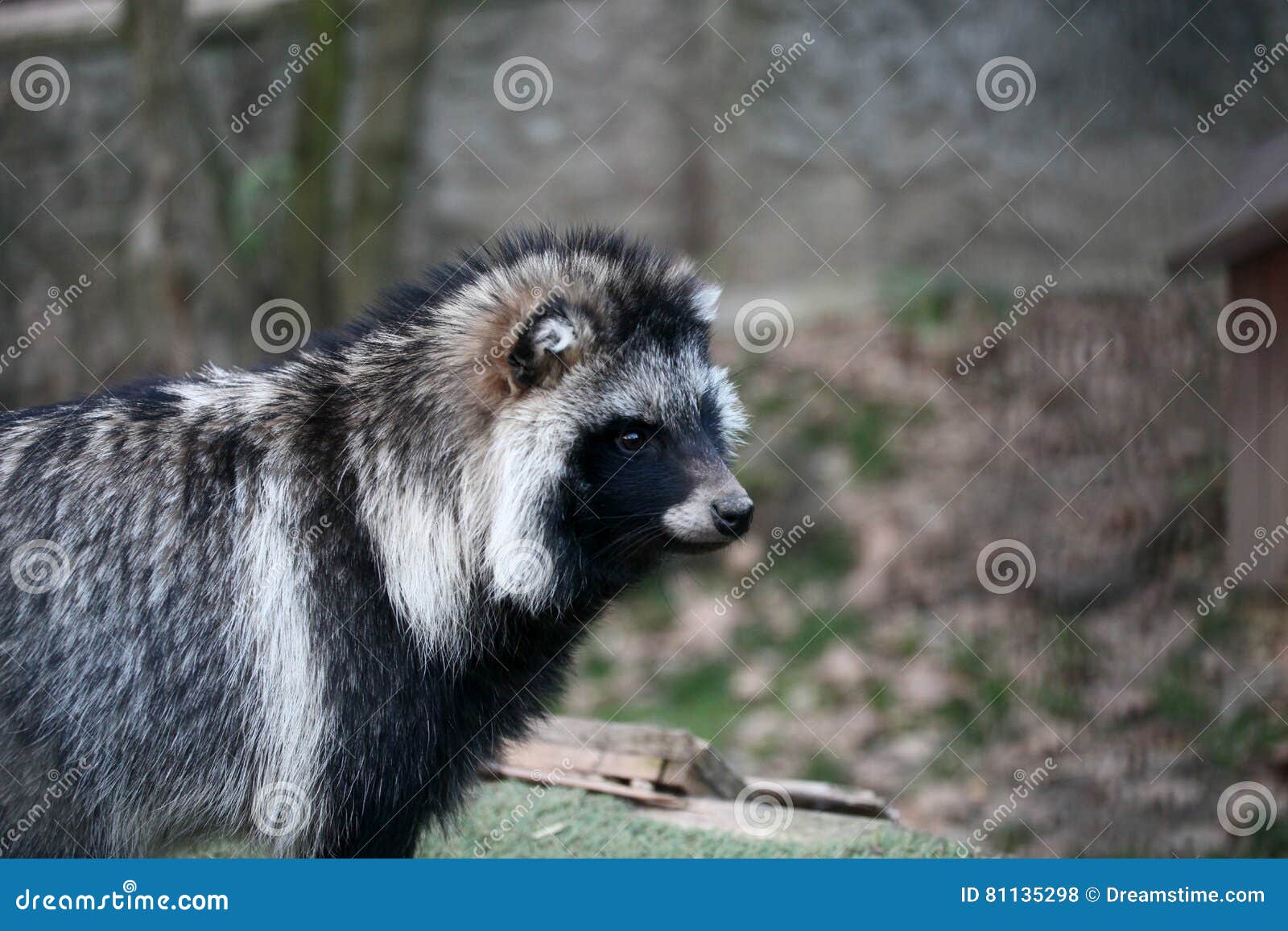 Raccoon dog stock photo. Image of fluffy, hair, long - 81135298