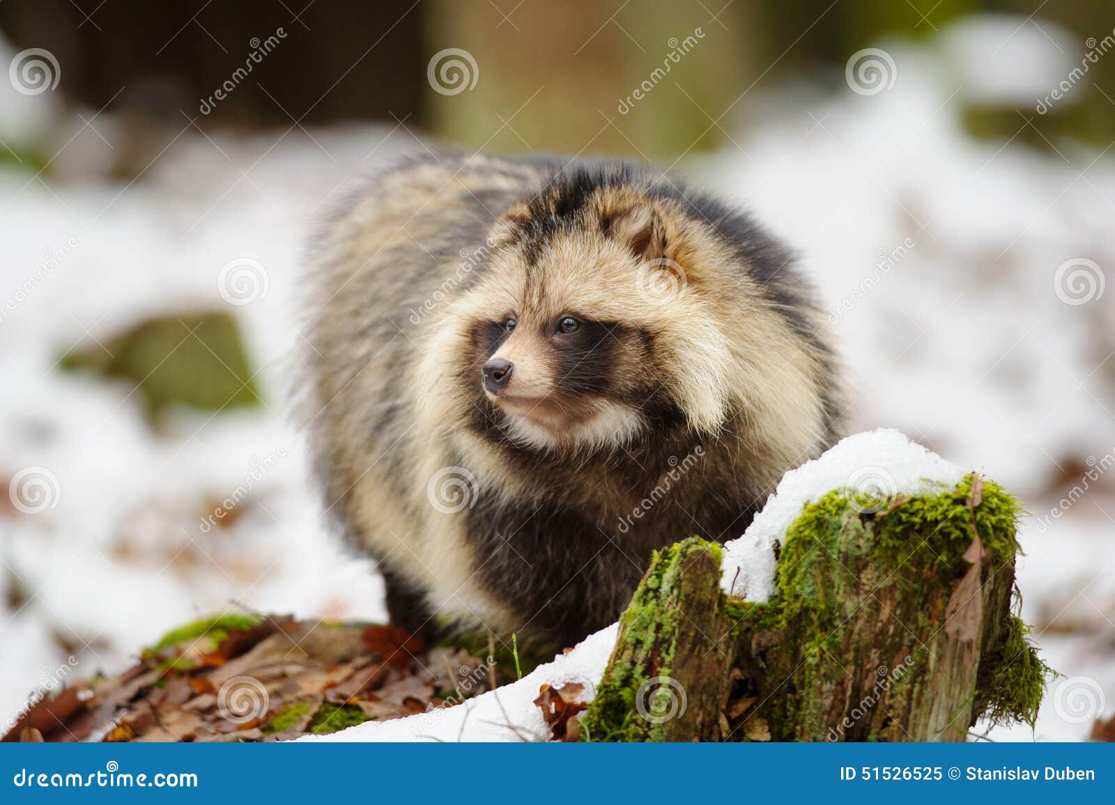 Raccoon dog stock image. Image of mammal, countryside - 51526525