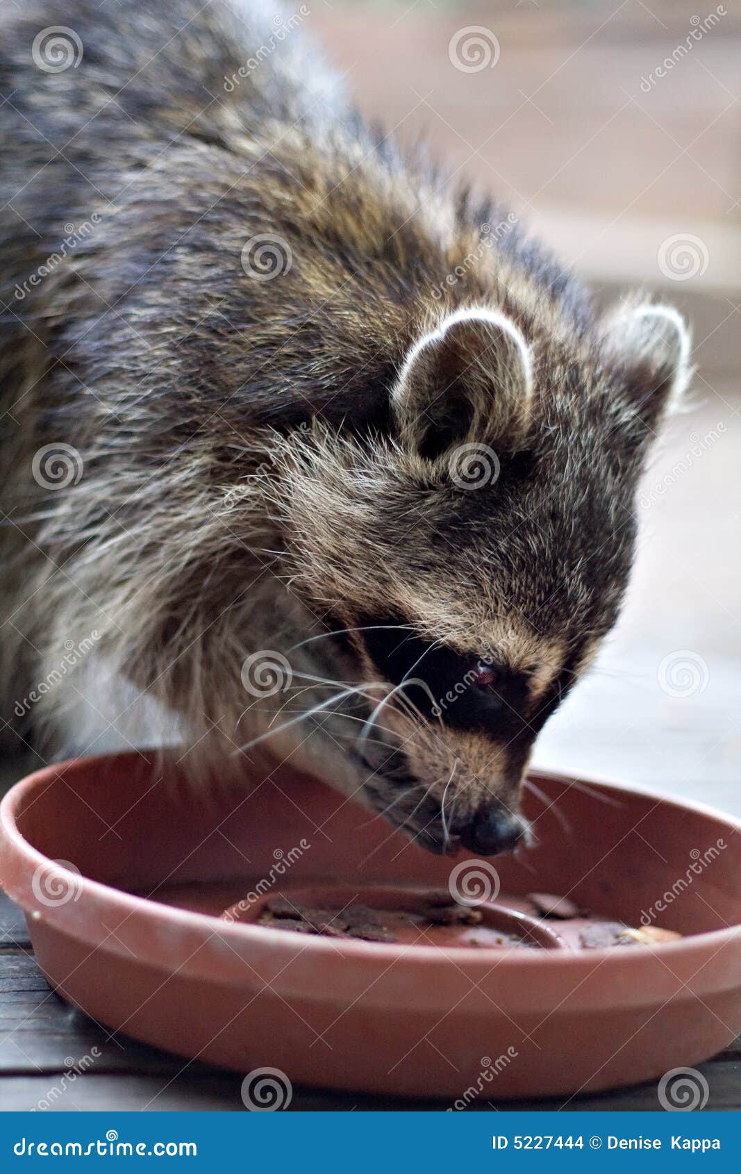 Raccoon Eating stock photo. Image of wildlife, raccoon - 5227444