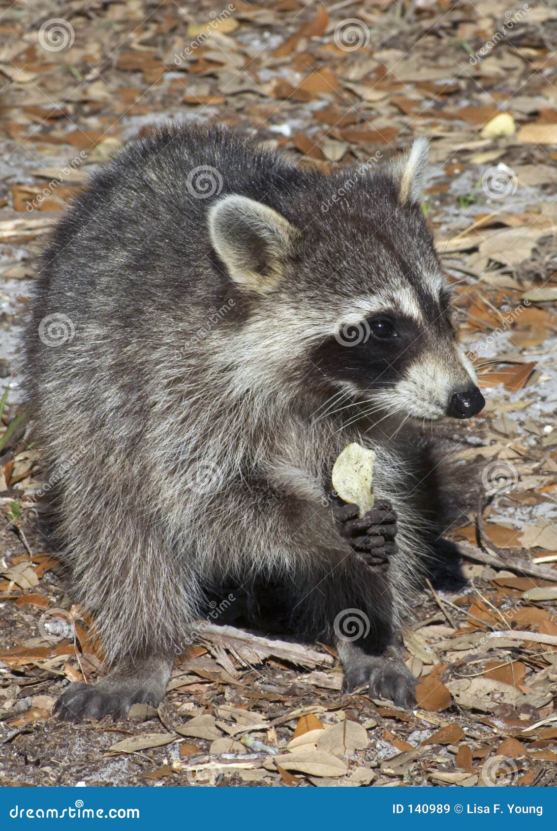 Raccoon Eating Potato Chip stock image. Image of campers - 140989