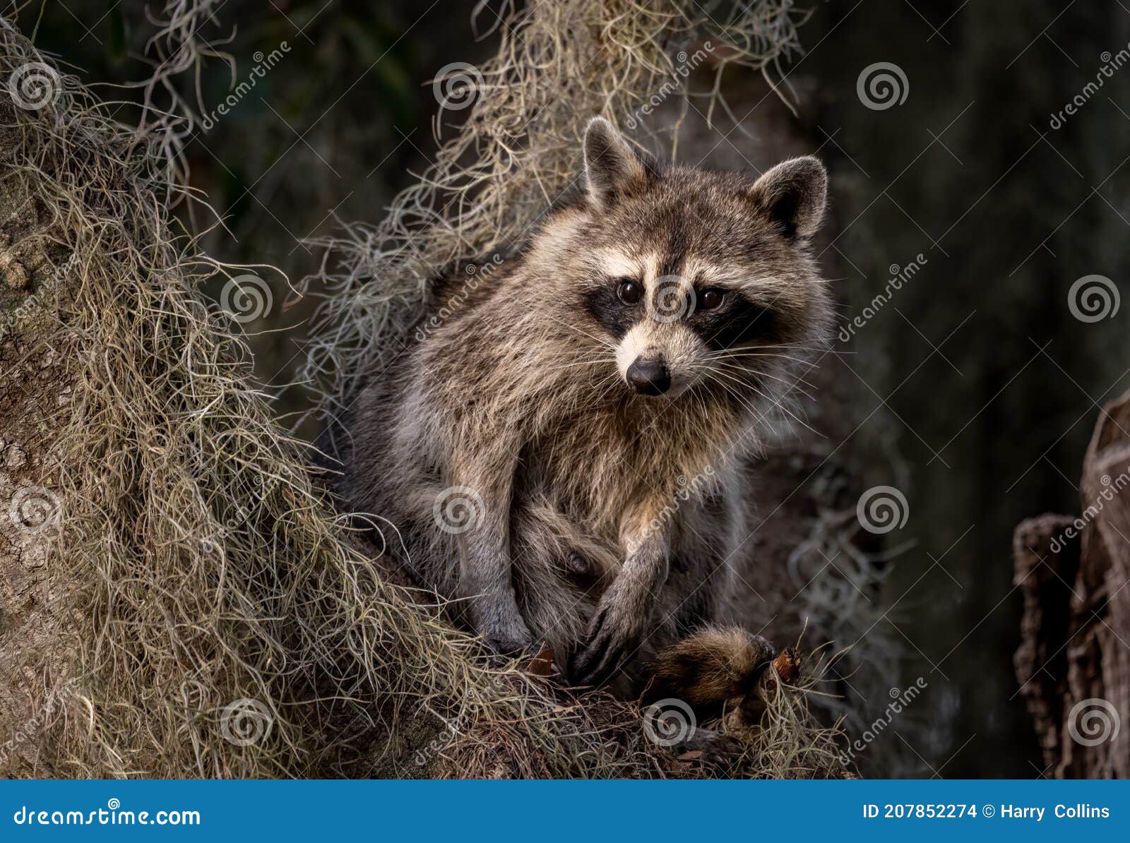 A Raccoon in Florida stock photo. Image of autumn, raccoon - 207852274