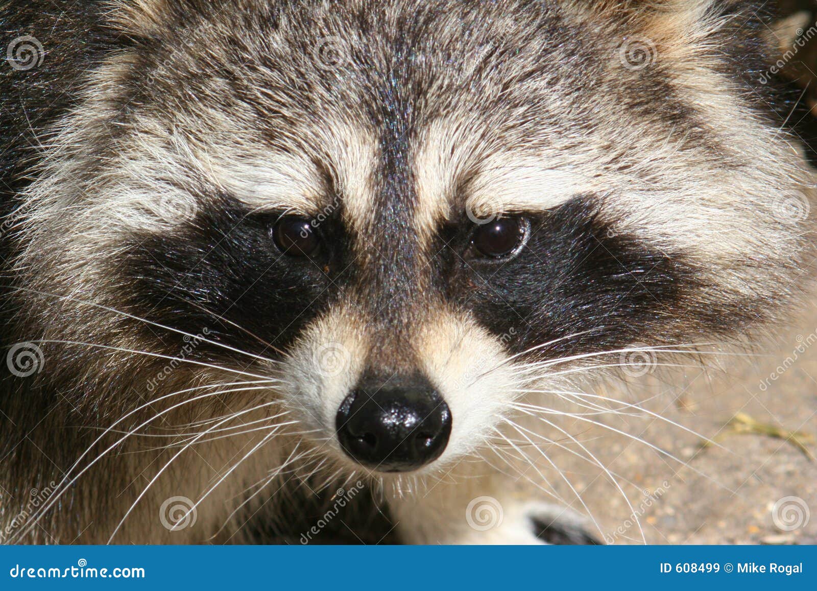 Raccoon Face stock image. Image of staring, bandit, animal - 608499