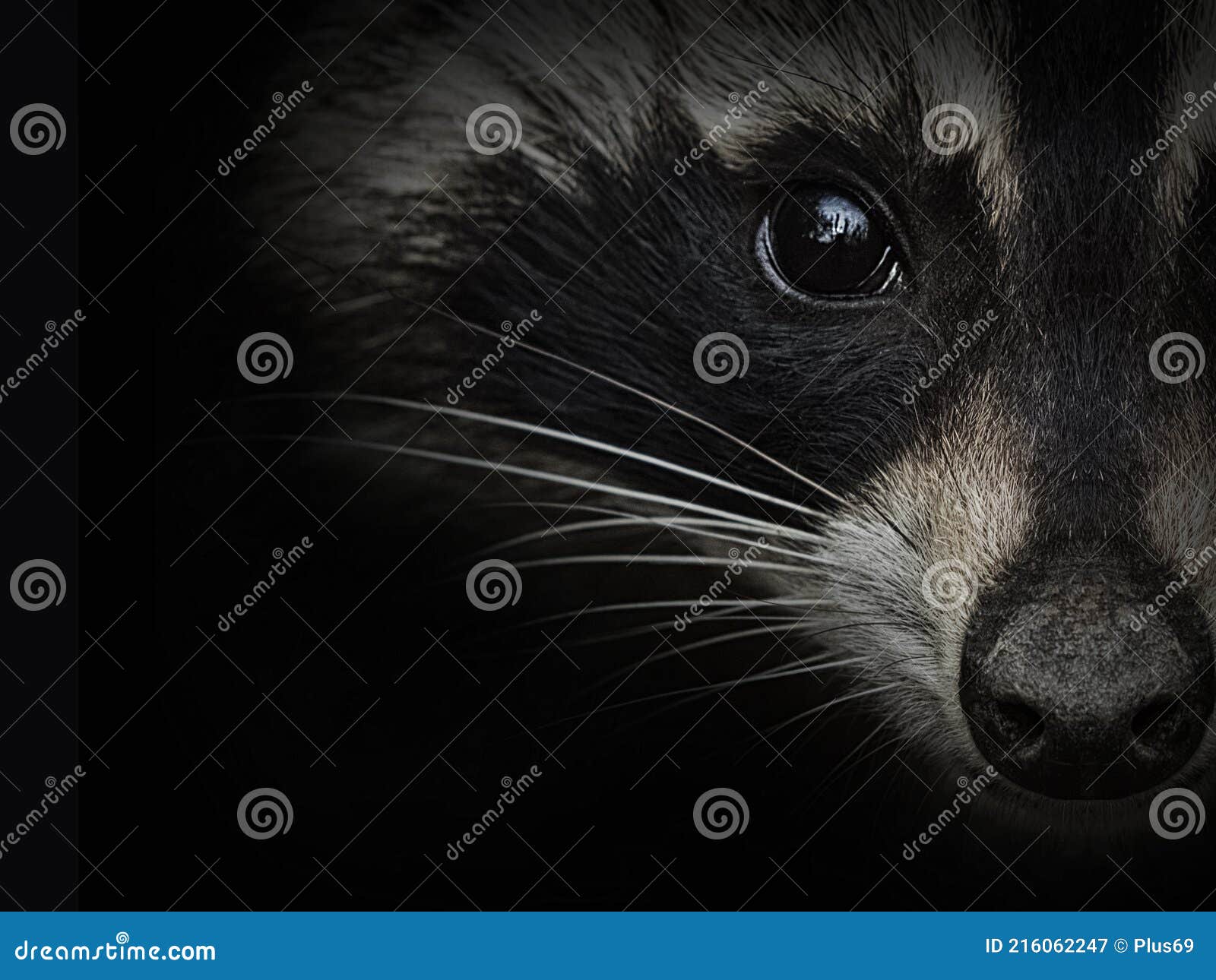 Raccoon Face Close Up on Black. Front View Stock Image - Image of ...