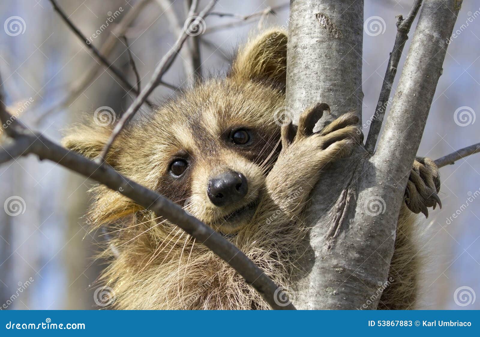 Raccoon face stock image. Image of nature, animal, tree - 53867883