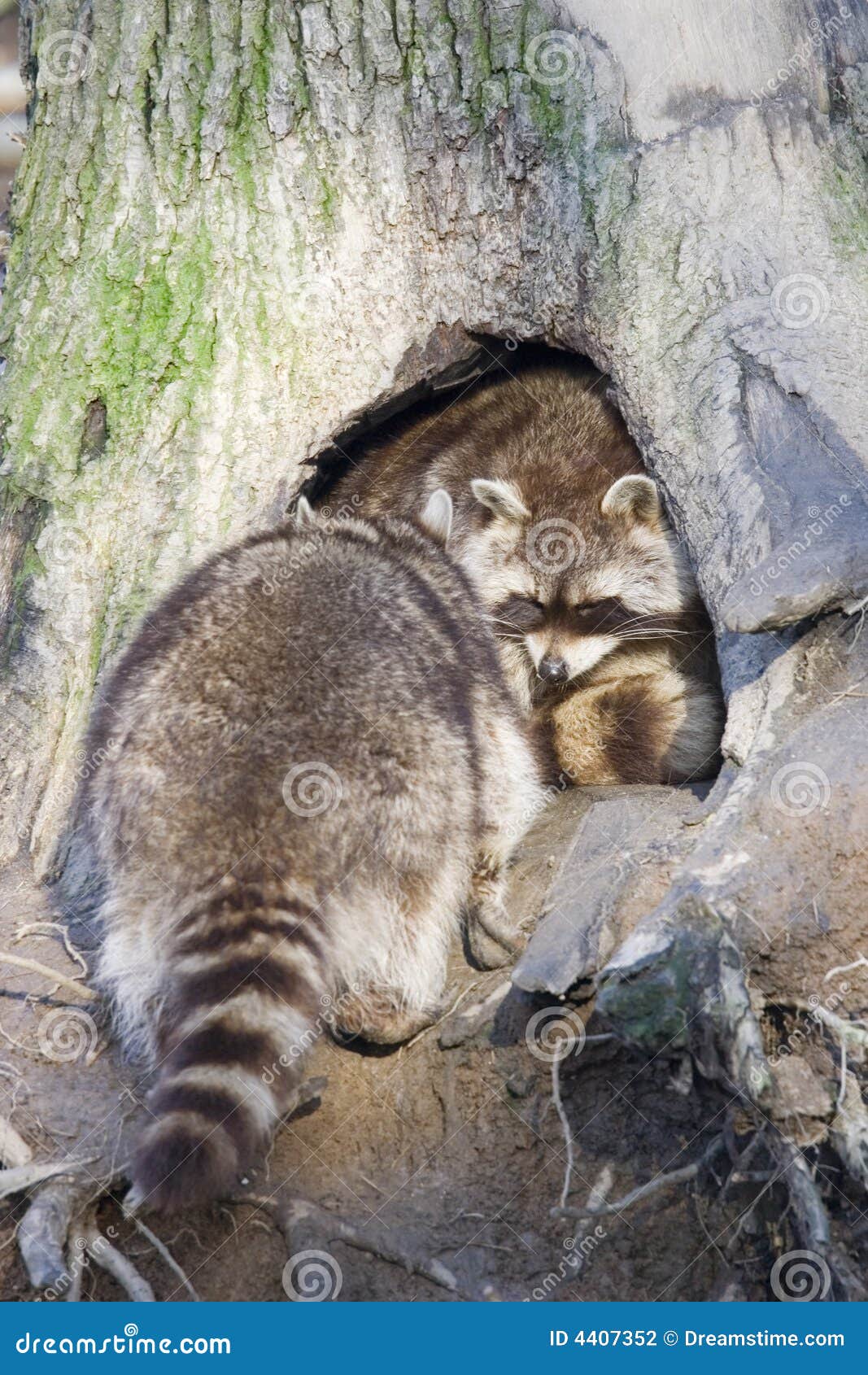 Raccoon family stock photo. Image of america, discovery - 4407352