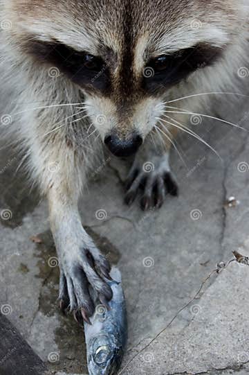 Raccoon and fish stock image. Image of hunting, fish, fishing - 5049843