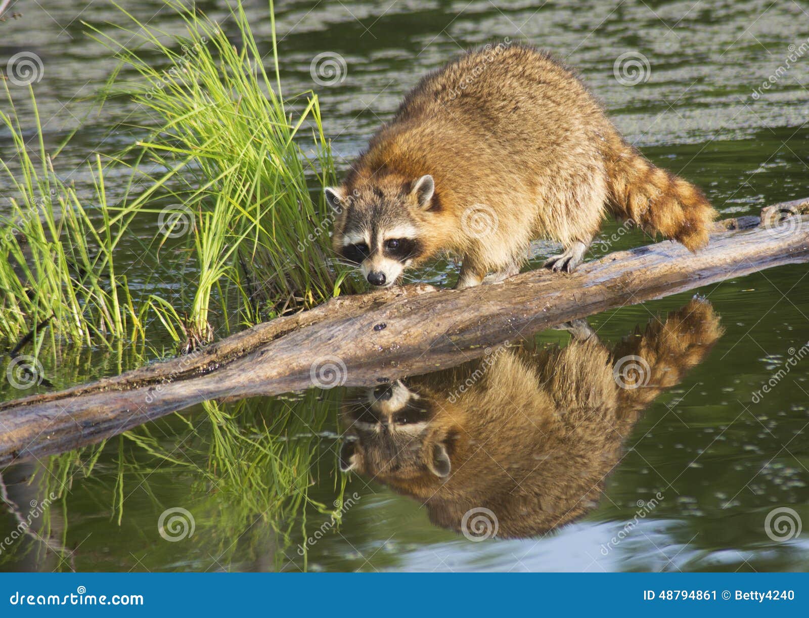 Raccoon fishes in a river. stock image. Image of gray - 48794861