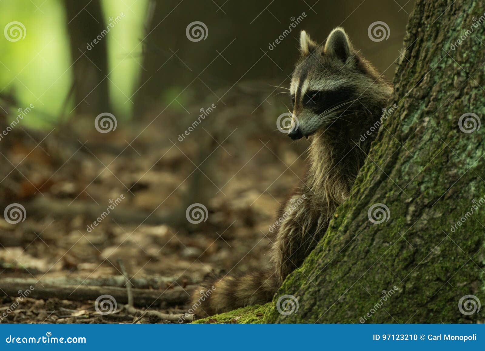 Raccoon Forest Floor stock photo. Image of bear, forest - 97123210