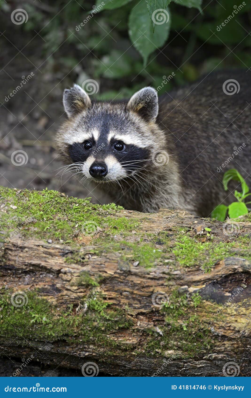 Raccoon stock photo. Image of snout, life, attentive - 41814746