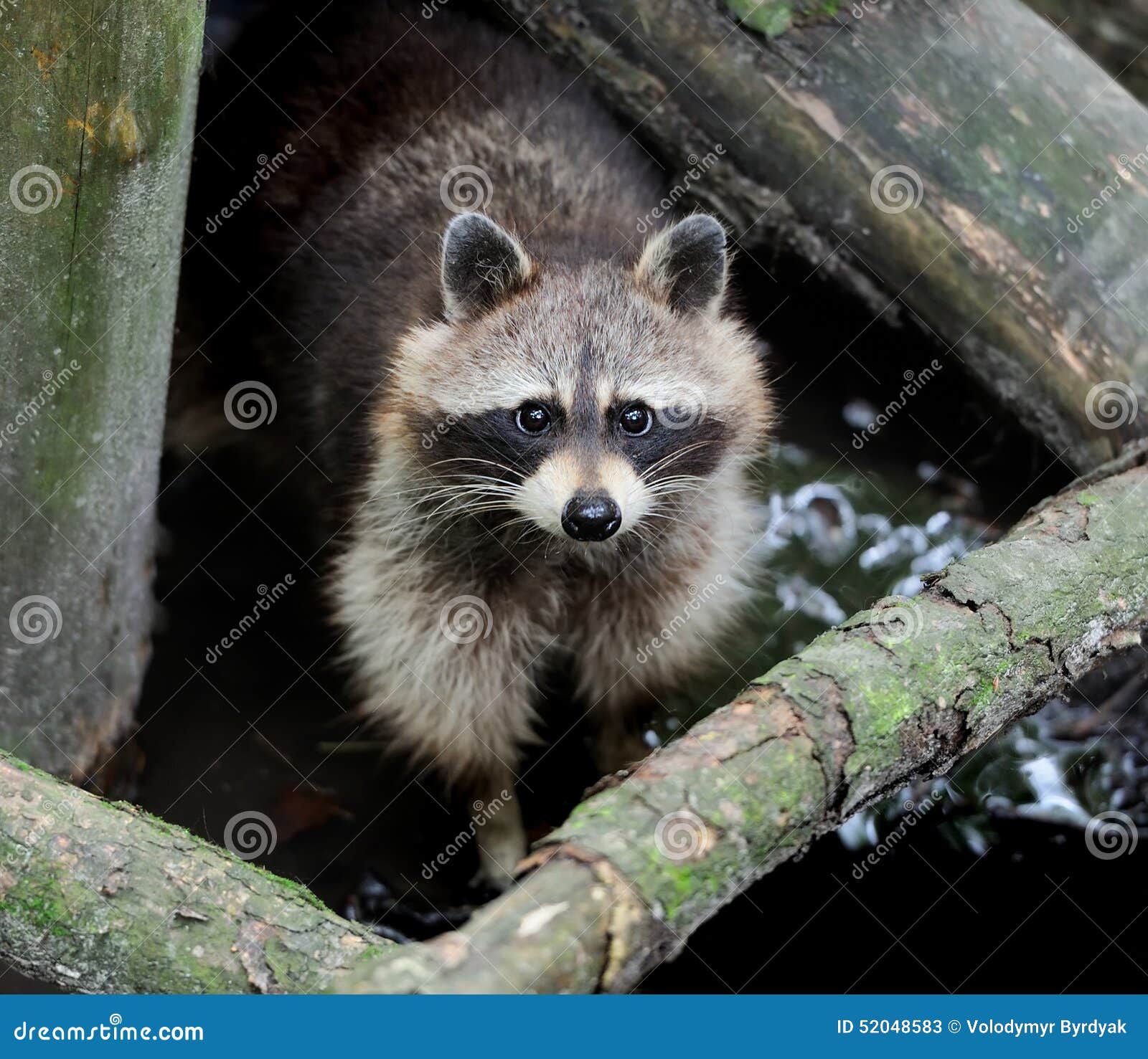Raccoon In The Forest Stock Photo | CartoonDealer.com #77550324