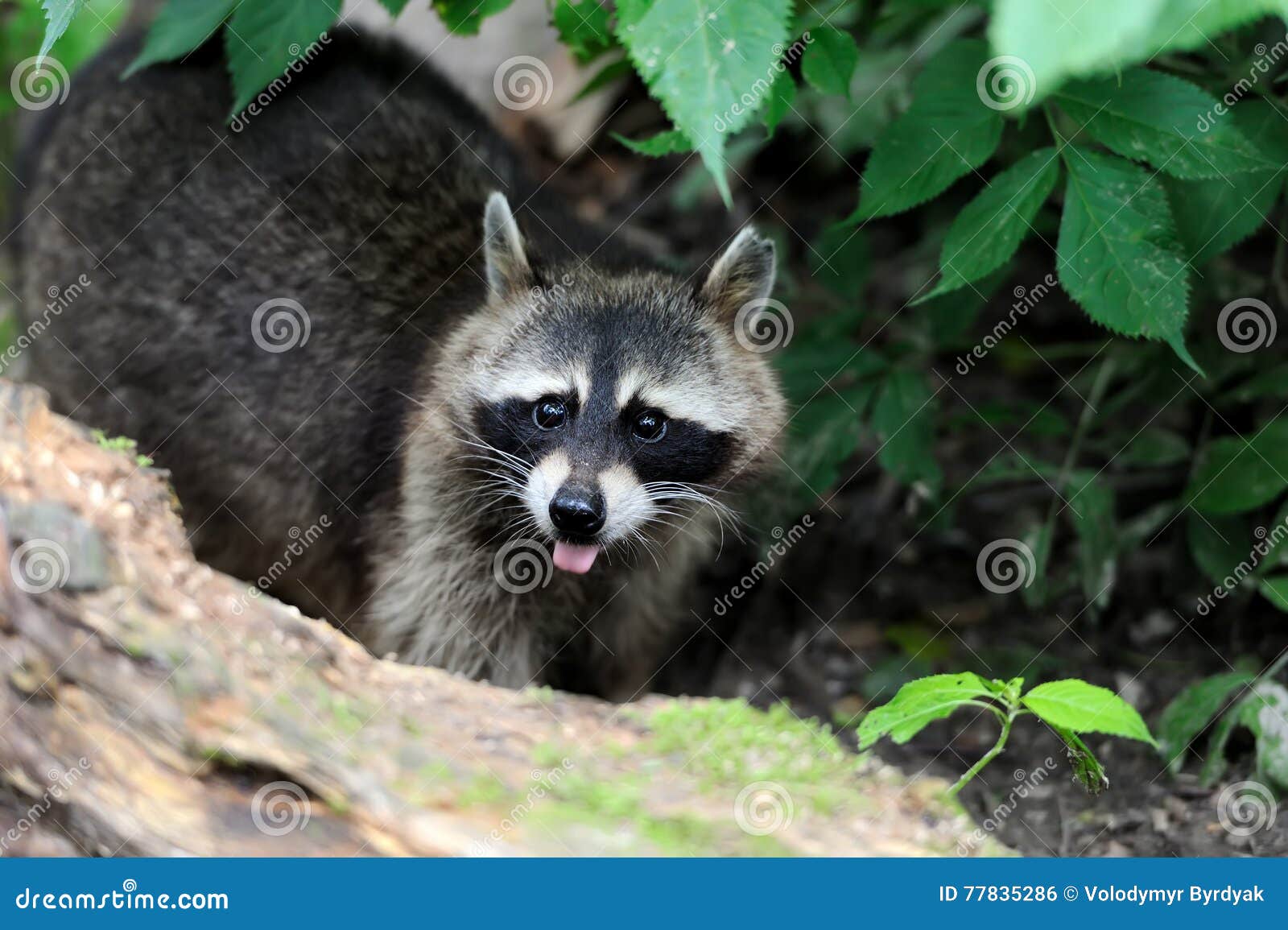 Raccoon in the forest stock photo. Image of curious, green - 77835286