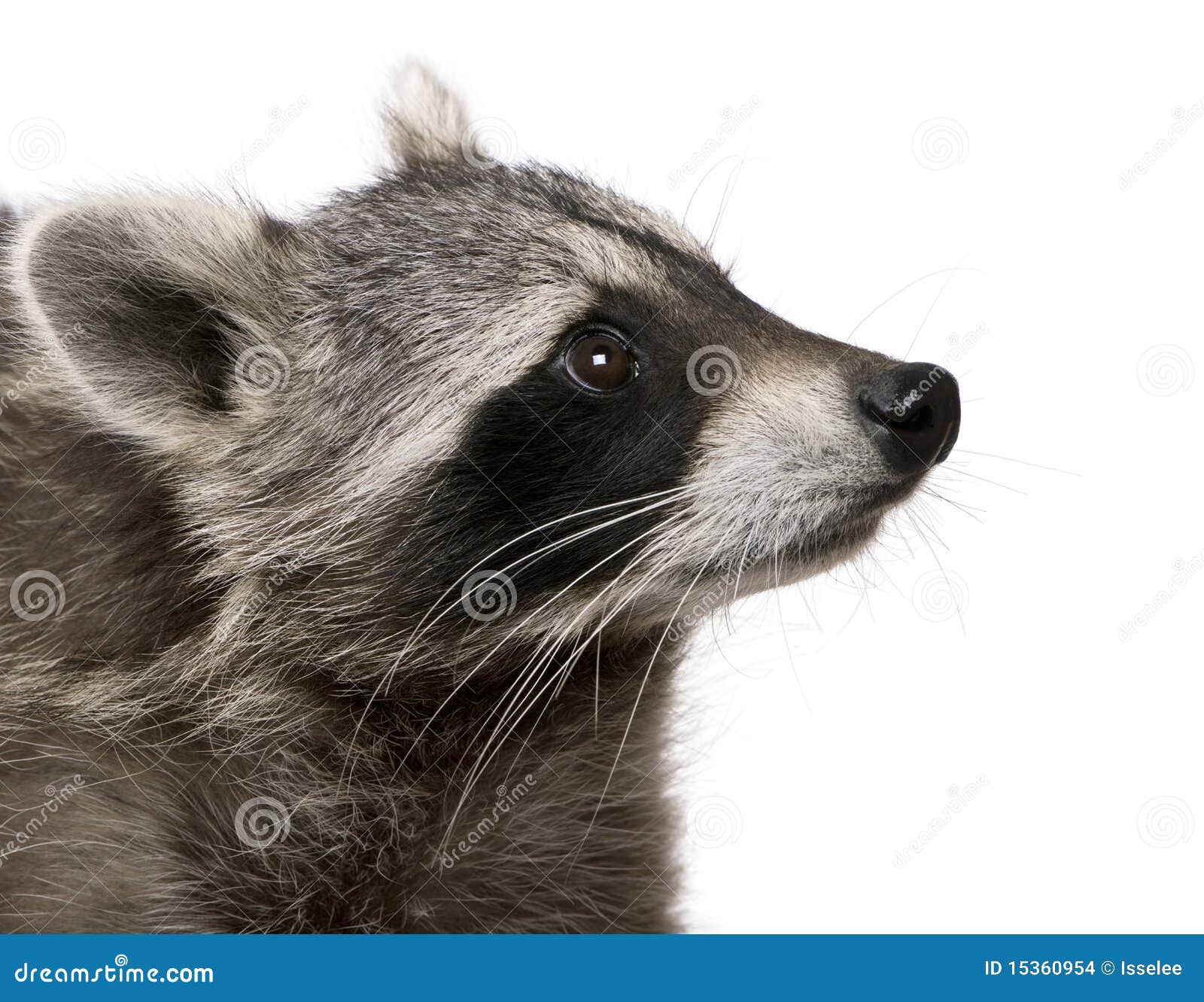 Raccoon Face Side