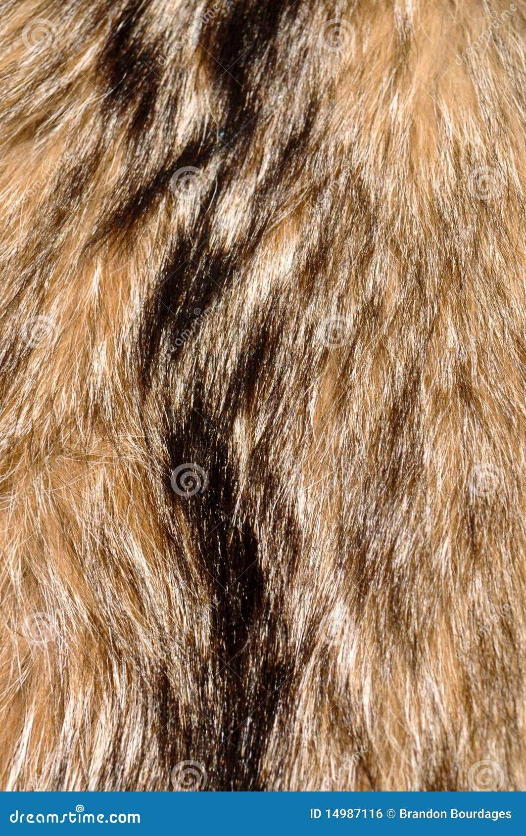 Raccoon Fur Background stock photo. Image of nature, closeup - 14987116