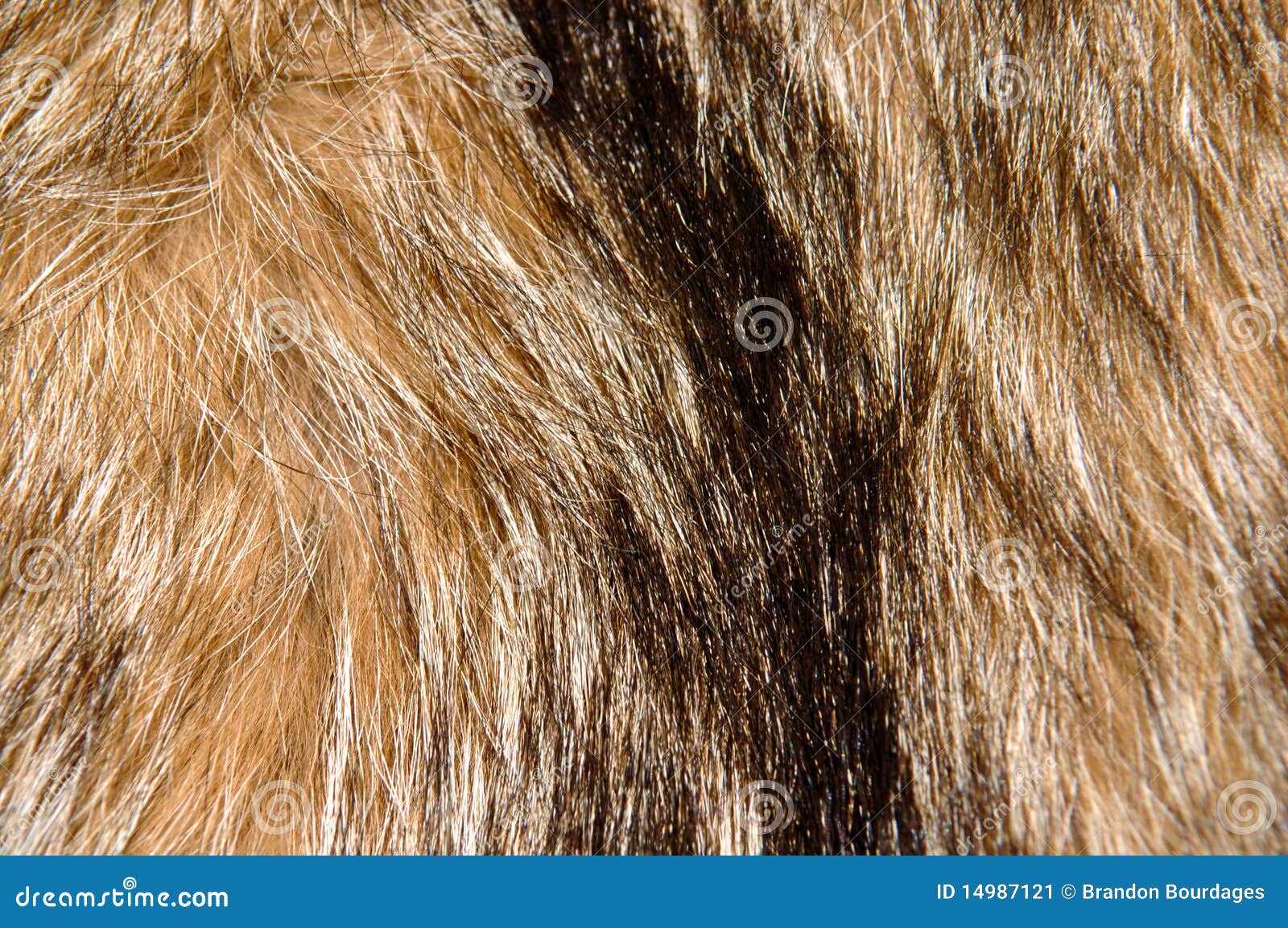 Raccoon Fur Background stock image. Image of full, beige - 14987121