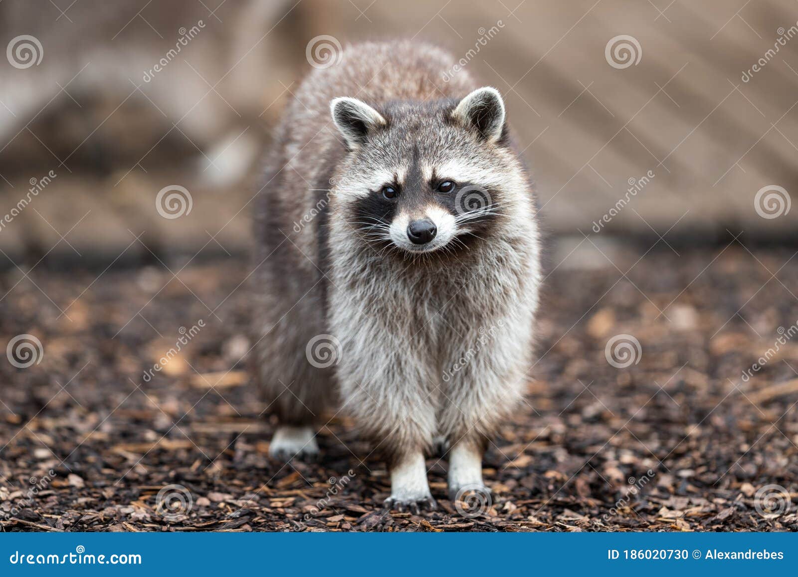 Raccoon in the garden stock photo. Image of garden, joyful - 186020730
