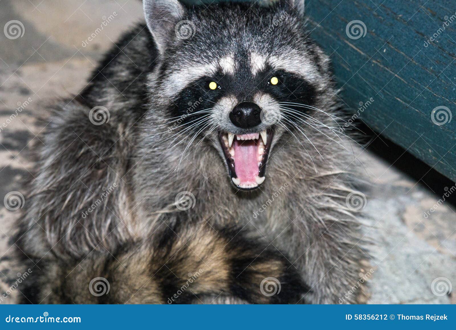 Raccoon stock photo. Image of animal, fangs, black, wildlife - 58356212
