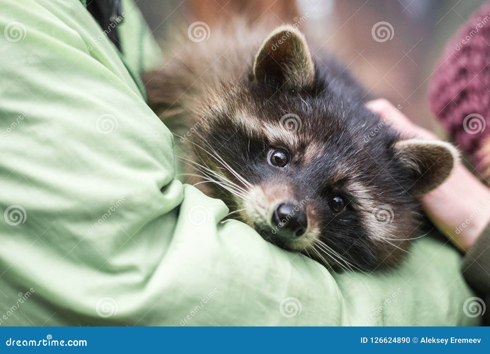 Raccoon on the hands stock photo. Image of closeup, couple - 126624890