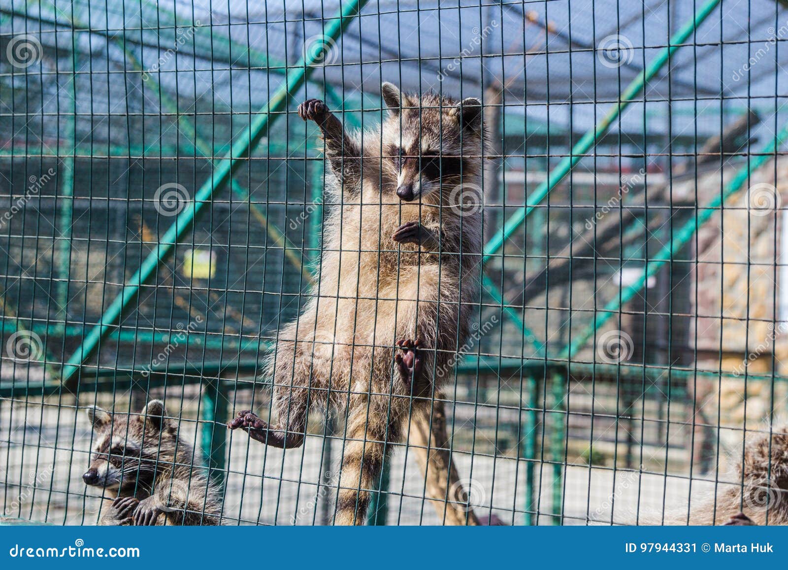 Raccoon Hanging on Cage in Zoo Stock Image - Image of caged, brown ...