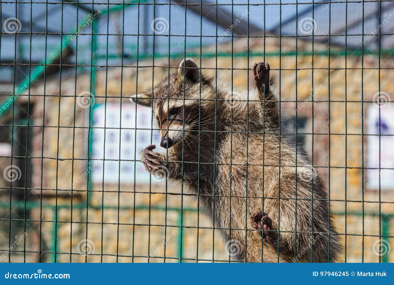 Raccoon Hanging on Cage in Zoo Stock Image - Image of pose, hair: 97946245