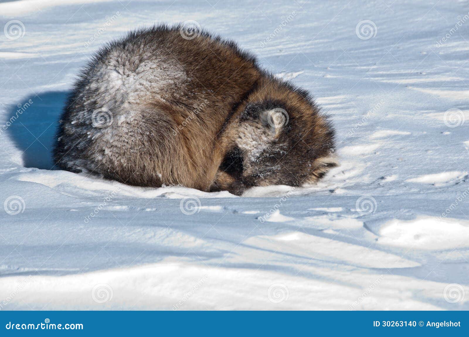 A Sleeping Raccoon on the Snow Stock Photo - Image of nocturnal, black ...
