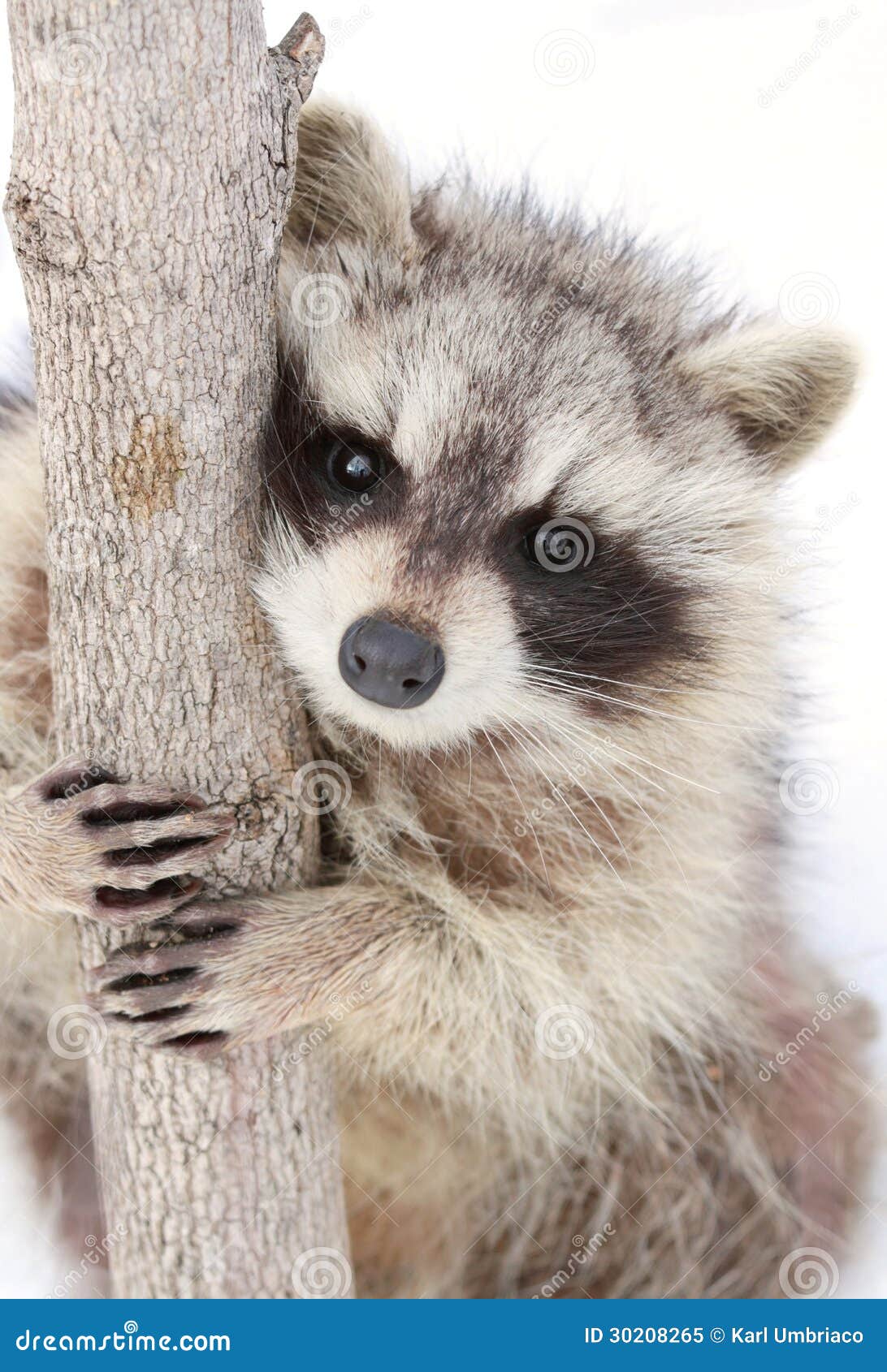 Raccoon and tree stock image. Image of raccoon, animal - 30208265