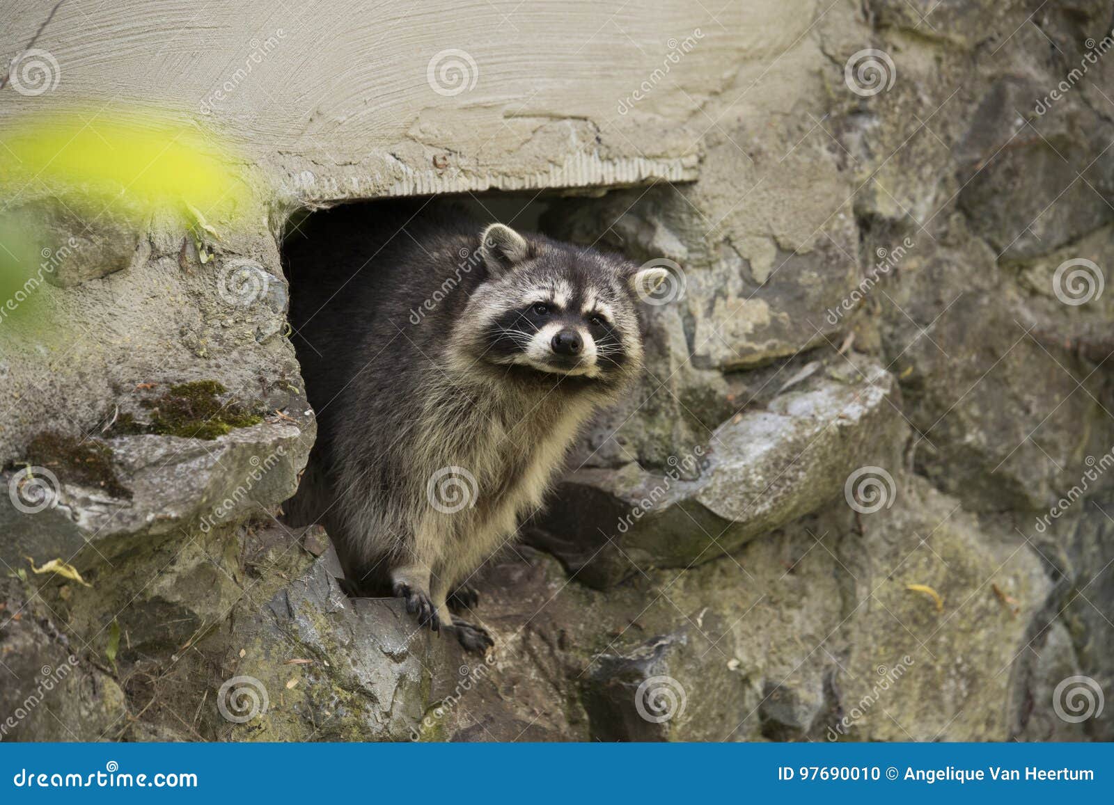 Raccoon looking in camera stock photo. Image of darling - 97690010