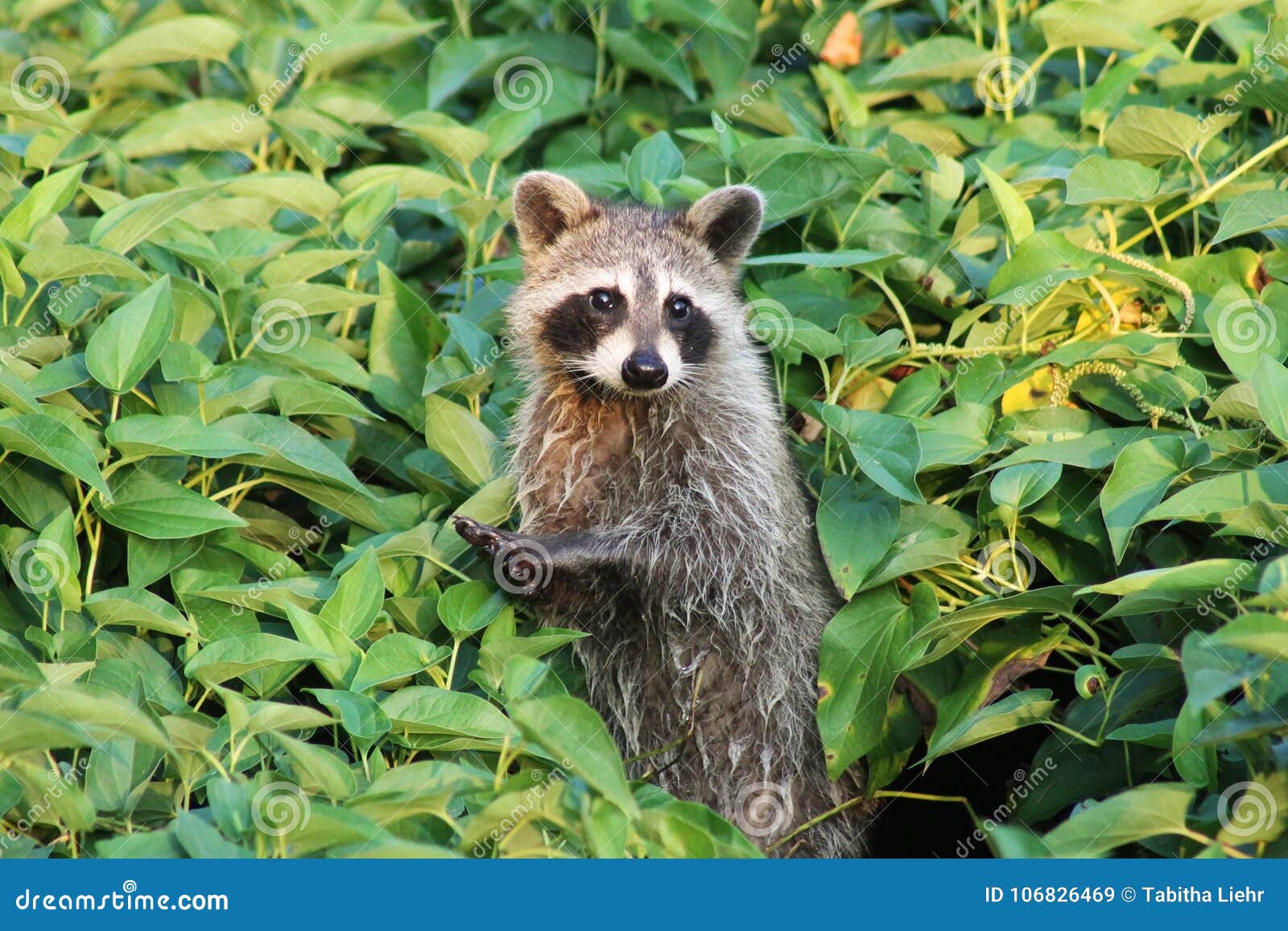 Racoon applauding stock image. Image of beauty, peak - 106826469