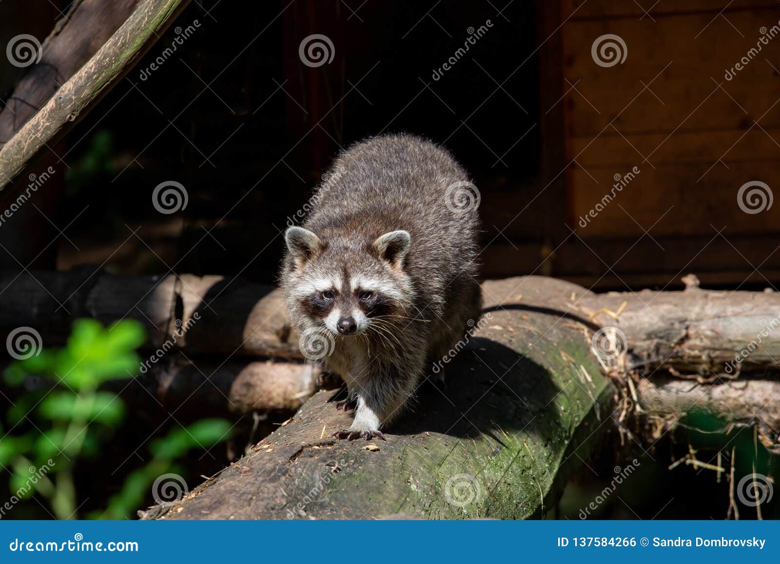 A Raccoon Looks Straight into the Camera Stock Photo - Image of forest ...