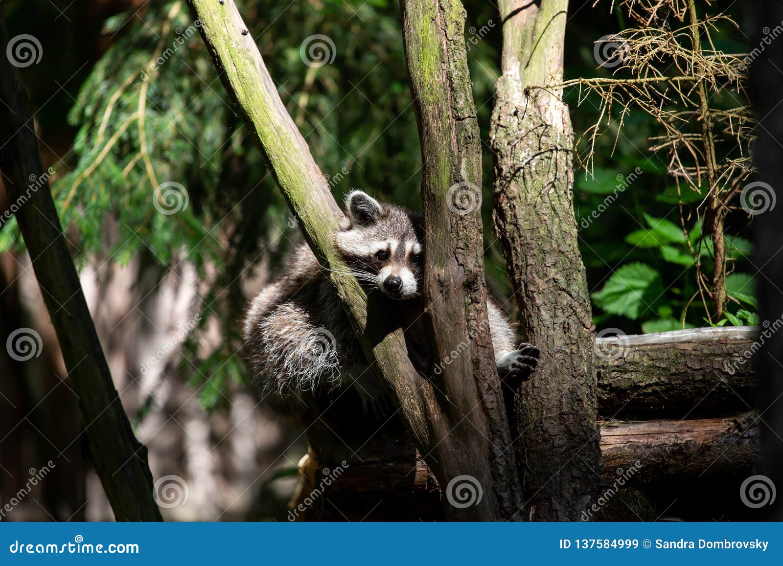 A Raccoon Looks Straight into the Camera Stock Image - Image of ...