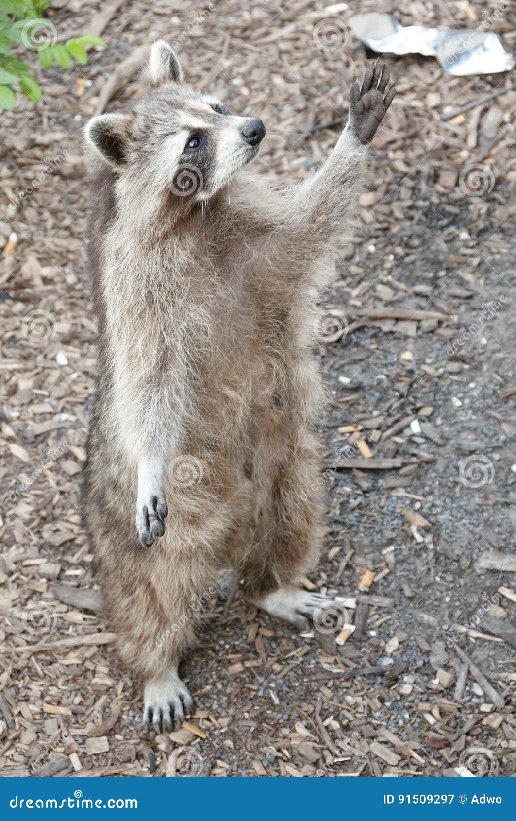 Raccoon - Montreal - Canada Stock Image - Image of montreal, park: 91509297