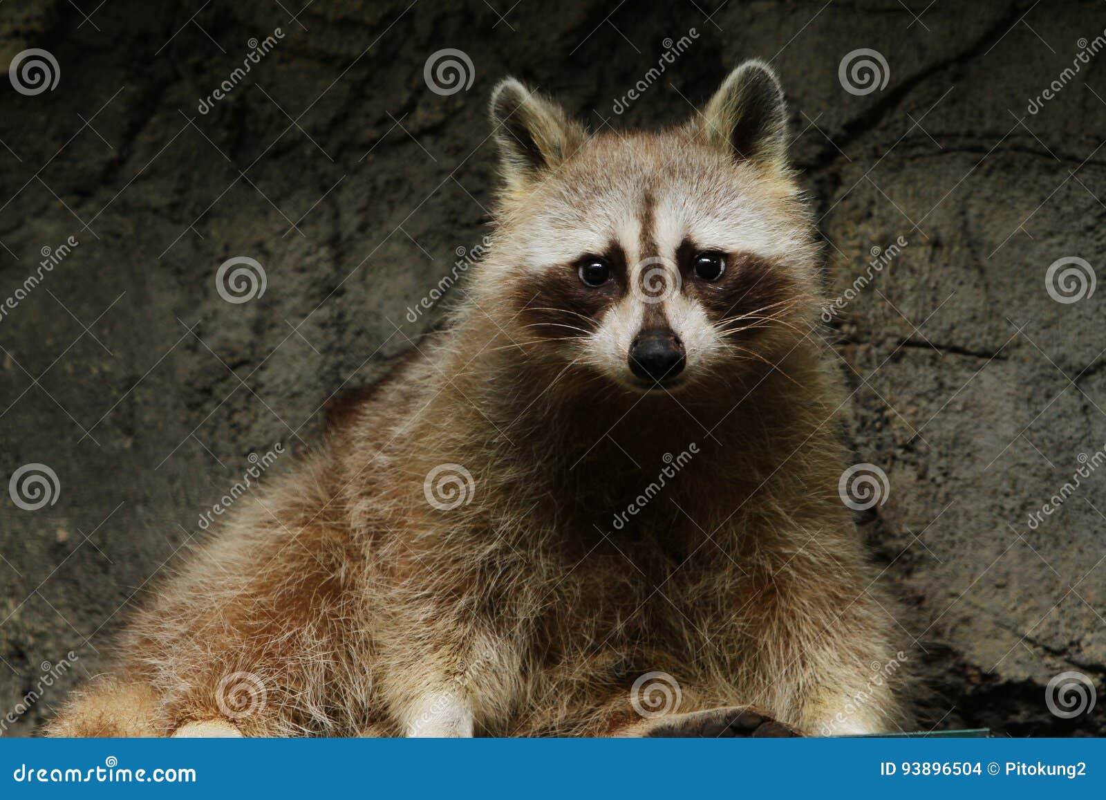 Raccoon stock photo. Image of mammals, face, raccoon - 93896504