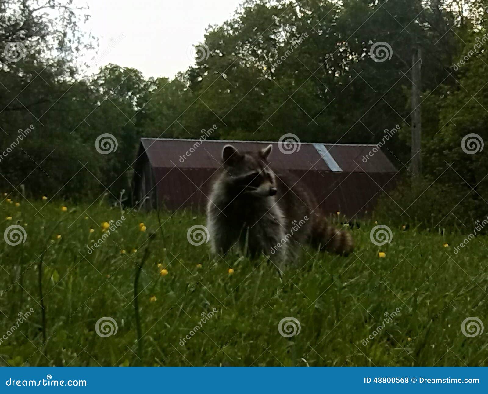 Raccoon stock photo. Image of animal, country, backyard - 48800568