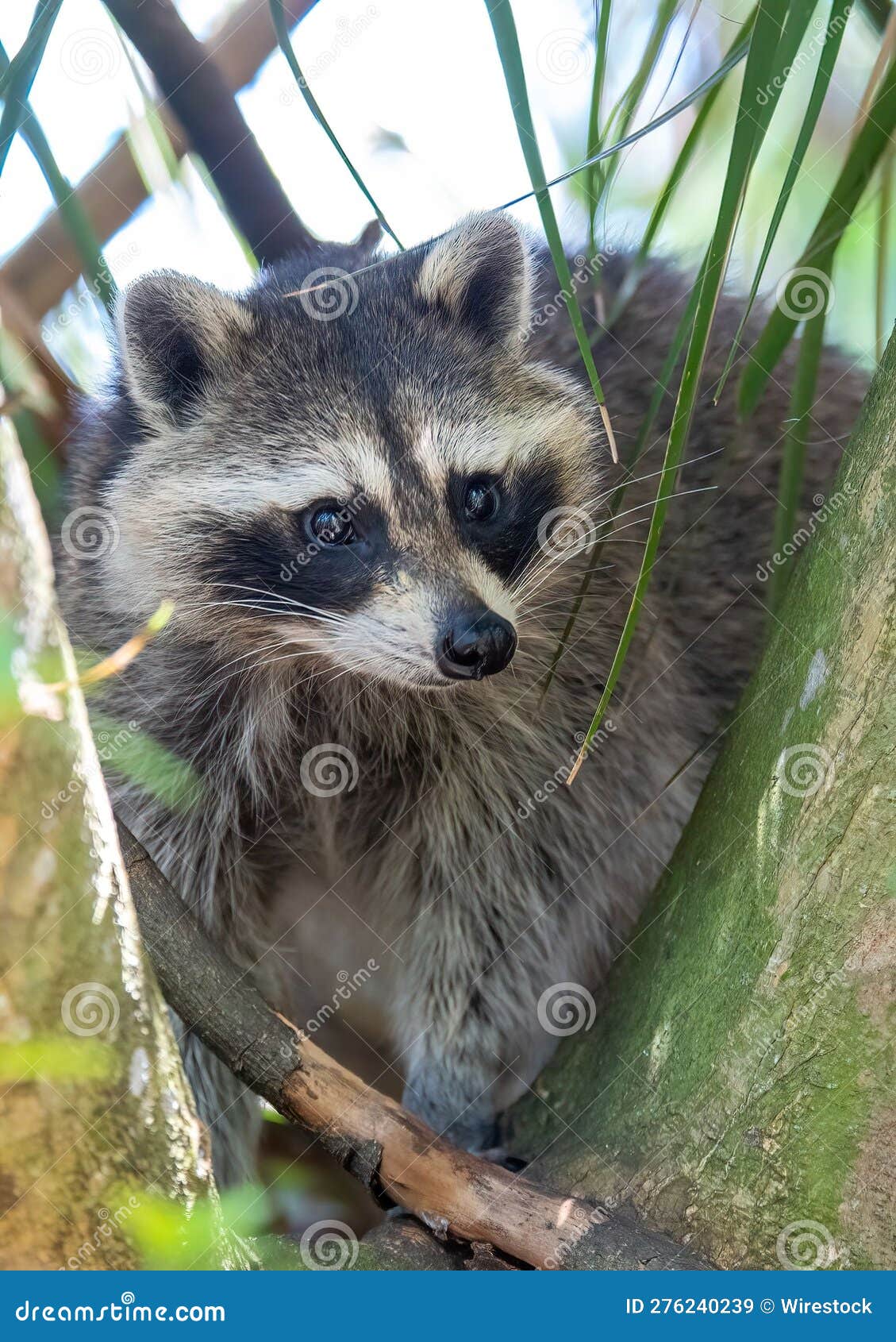 Raccoon Peering Out from Behind the Tall Branches of a Tree Stock Image ...