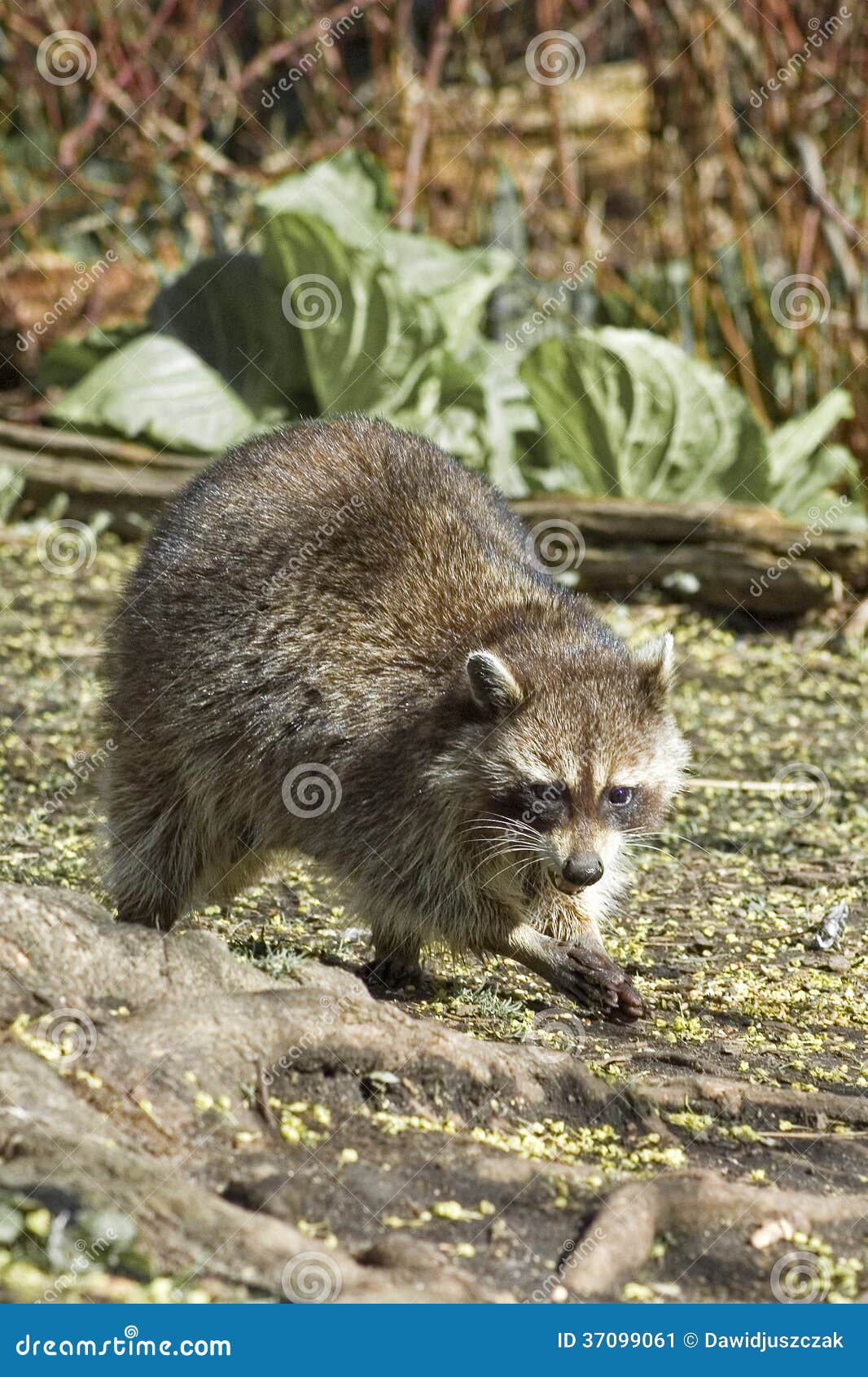 Raccoon stock image. Image of whiskers, forest, tree - 37099061