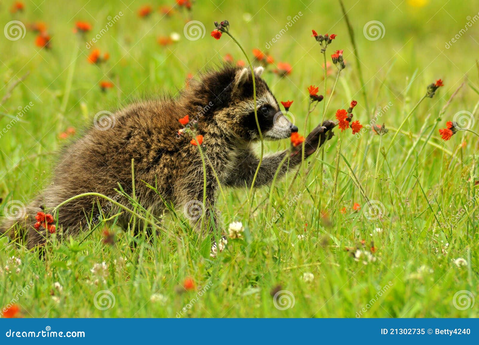 Raccoon Playing with a Flower Stock Image - Image of masked, thief ...