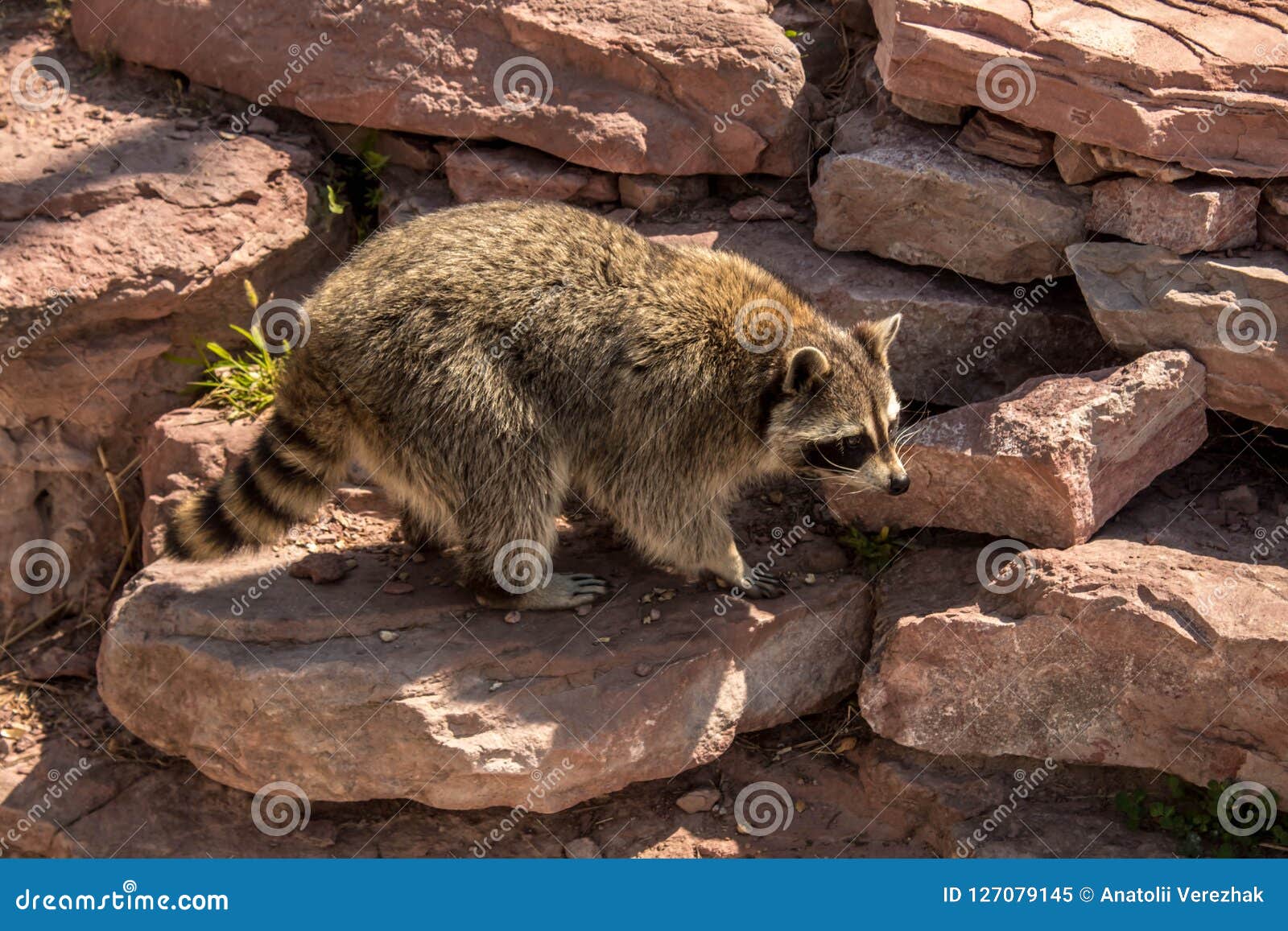Raccoon Playing on the Red Rocks Stock Image - Image of coast, nature ...