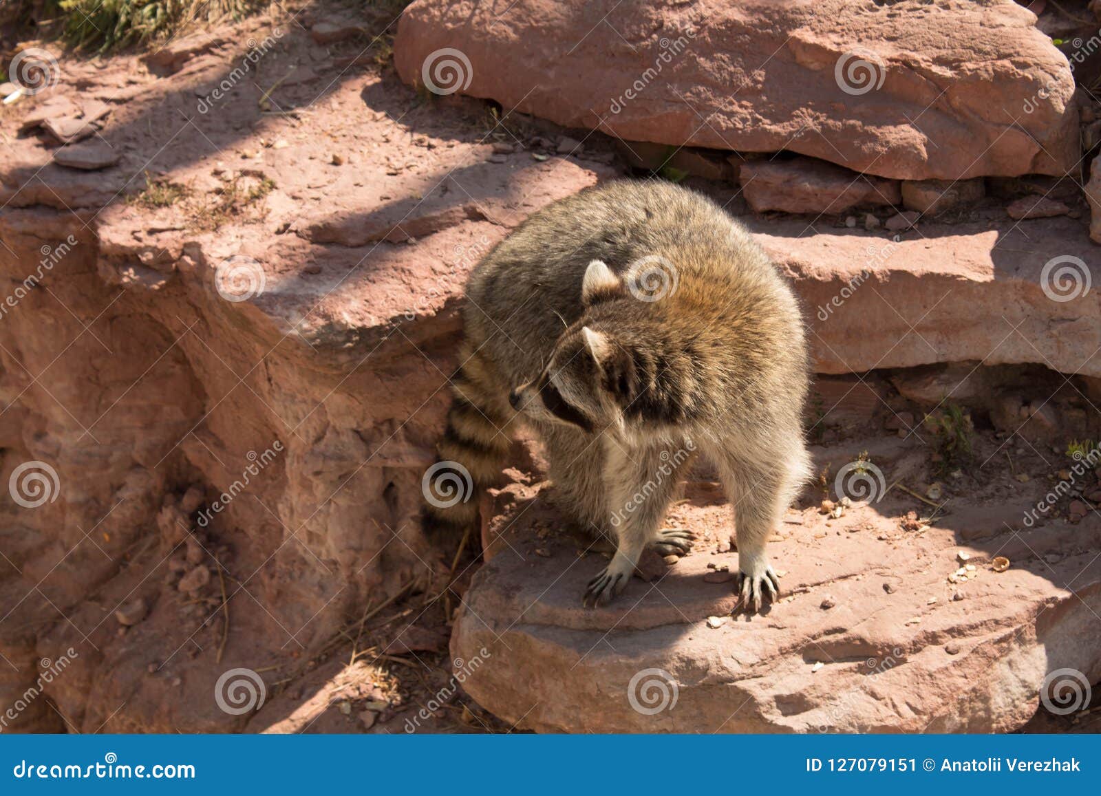 Raccoon Playing on the Red Rocks Stock Image - Image of wild, wildlife ...