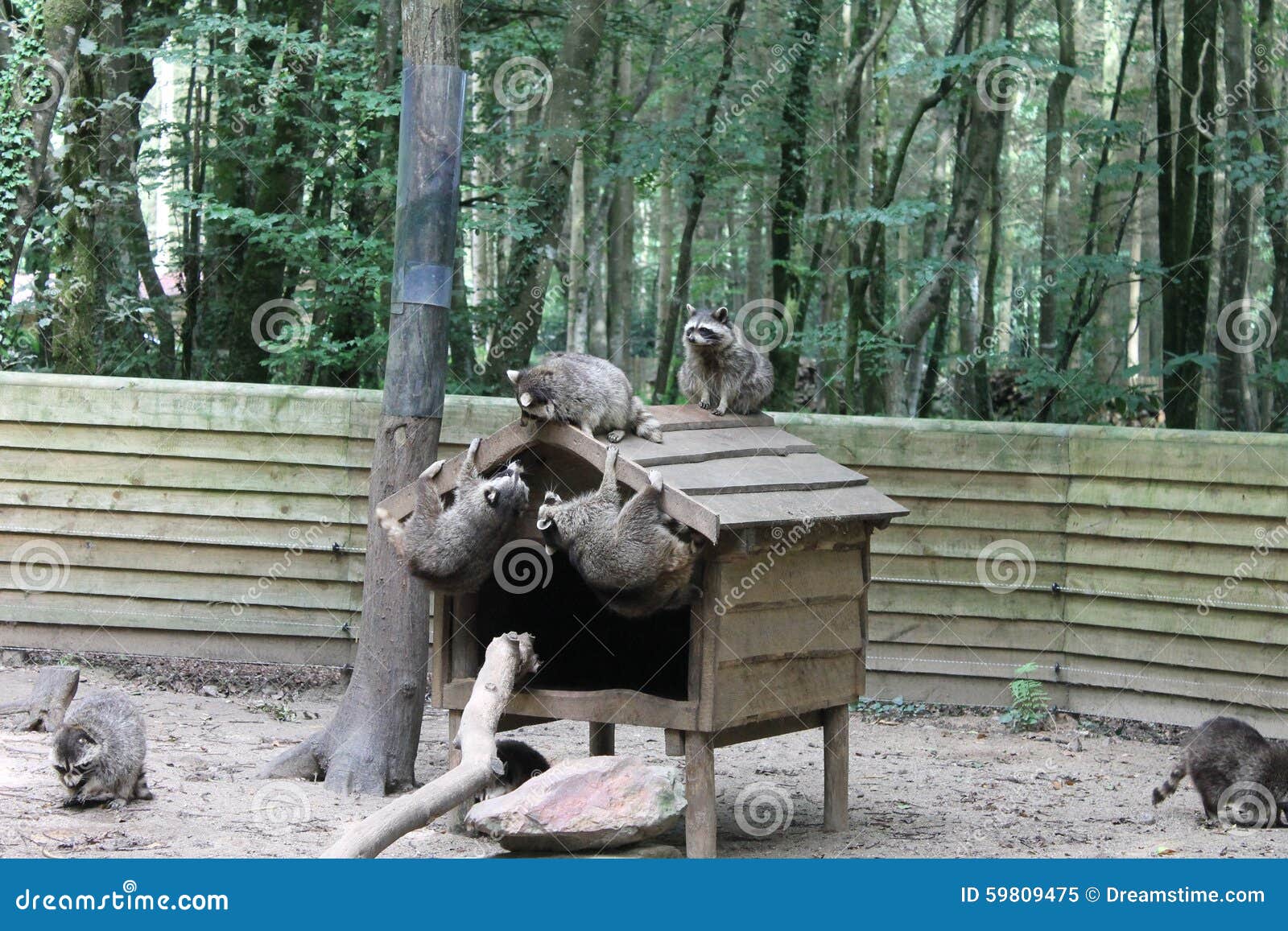 Raccoon stock image. Image of raccoon, nature, coon, house - 59809475