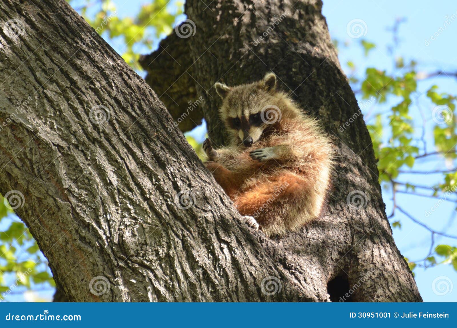 Raccoon stock image. Image of lotor, raccoon, treed, wildlife - 30951001