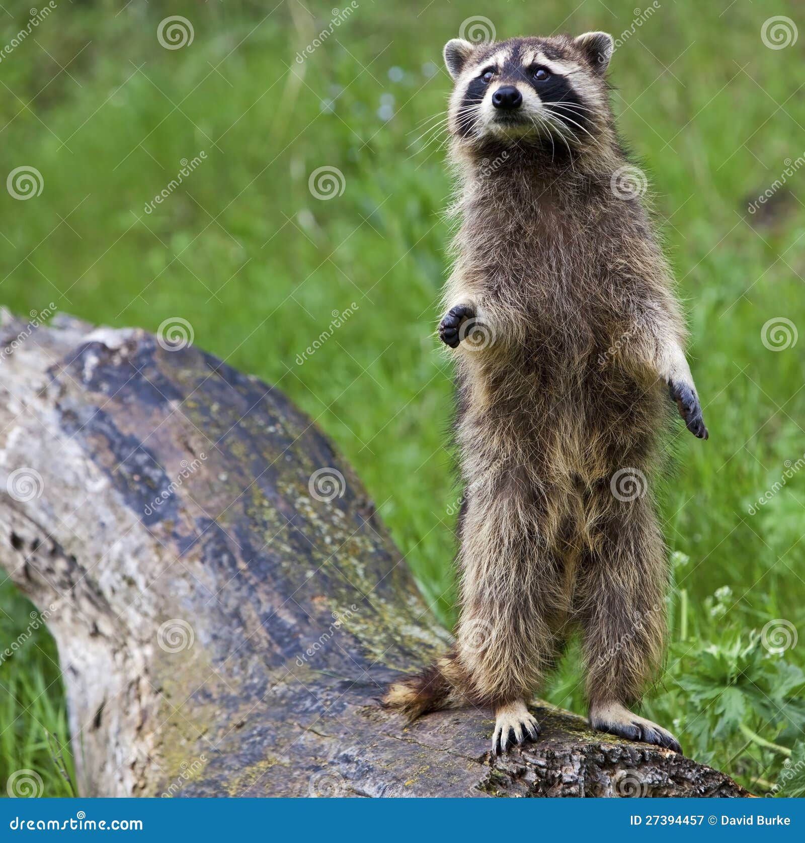 Raccoon Dog Stock Photography | CartoonDealer.com #31941980